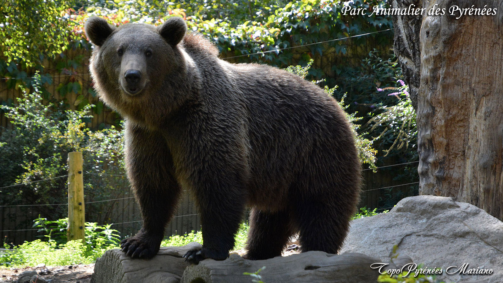 Parc Animalier des Pyrénées – Les Topos Pyrénées par Mariano