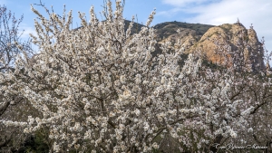 Les Amandiers en fleur (Février 2024) – Les Topos Pyrénées par Mariano